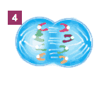 Cell Division: Mitosis